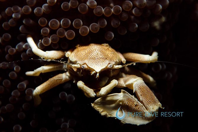 Nusa Penida Two Dives Trip for Certified Divers - Value for Money