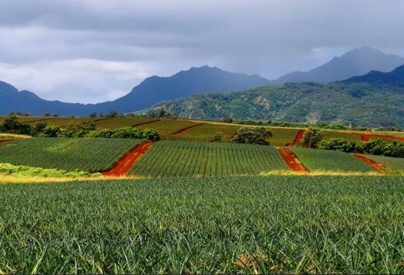 Oahu: North Shore Dole Pineapple Farm Tour - FAQs