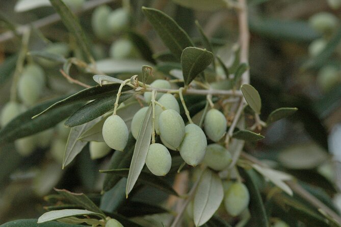 Olive Oil Tasting Tour - Accessibility