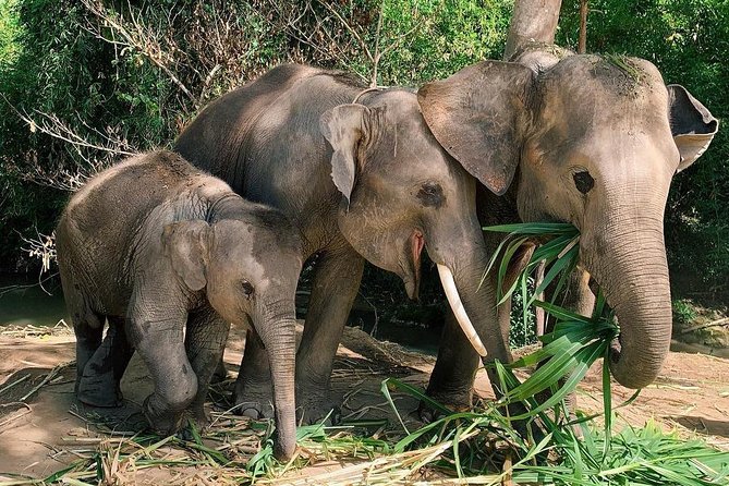 One Day Hiking and Elephant experience by Chiang Mai Elephant Home - FAQ