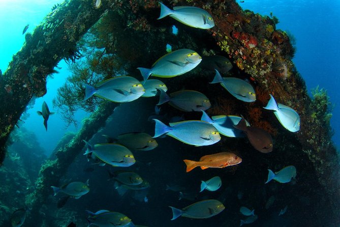 Open Water + Advanced Course - Premium Certifications Package in Tulamben - The Experience and Atmosphere