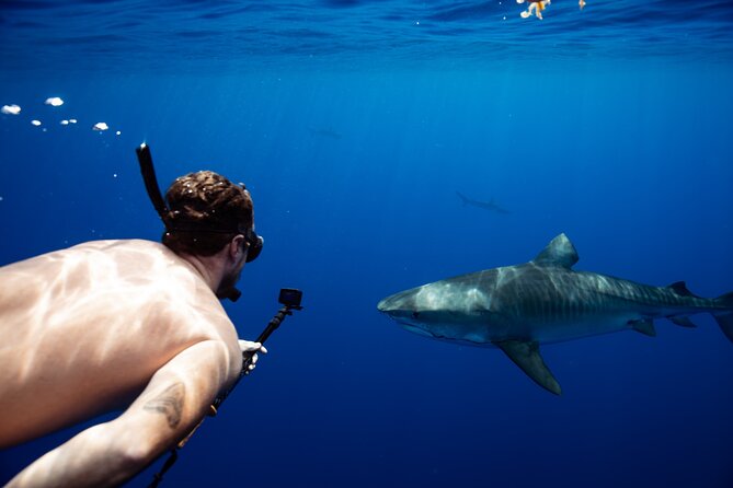 Open Water Shark Dive - Customer Feedback