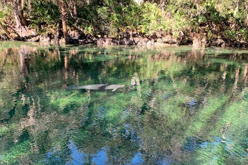 Orange City: Blue Spring State Park SUP & Kayaking Tour - The Practical Details