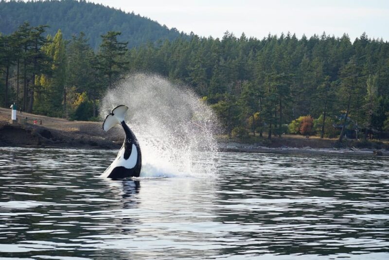 Orcas Island: Whale and Orca Guided Speedboat Tour - Planning Your Trip