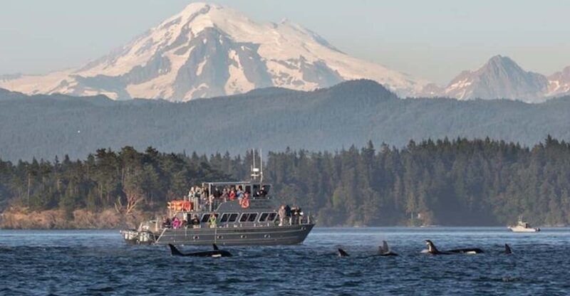 Orcas Island: Whale and Orca Guided Speedboat Tour - Practical Tips for Travelers