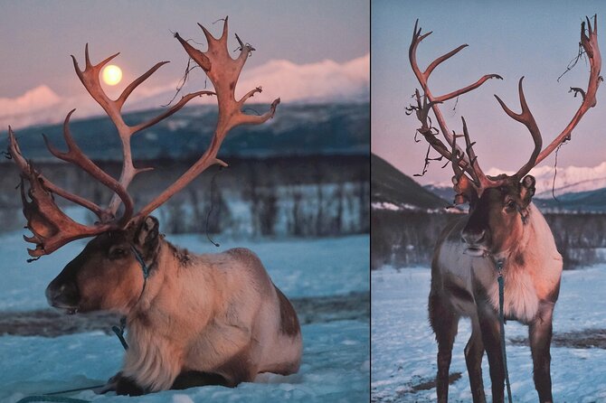 Overnight Stay With Reindeer Sledding & Feeding - Evening in the Lavvu