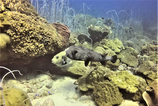 PADI Discover Scuba Dive Experience - Frequently Asked Questions