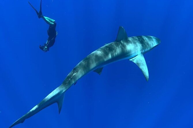 Pelagic Shark Dive Tour - Frequently Asked Questions