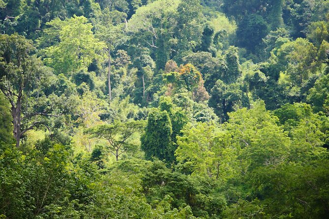 Phuket Elephant Sanctuary Canopy Walkway Tour - Who Will Love This Tour?