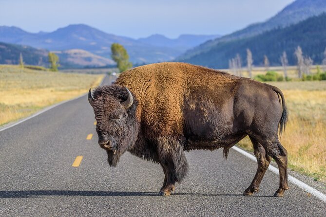 Private Full-Day Yellowstone National Park Tour - Wildlife Viewing Opportunities