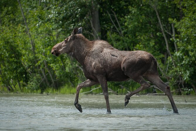 Private Group Eagle Preserve Float Trip in Haines - What to Expect on Your Float Trip