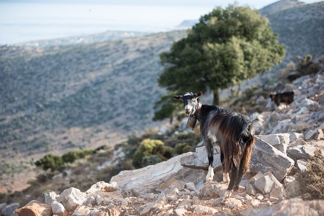 PRIVATE - Knossos - Winery-Olive Oil Factory-Traditional Villages - Customer Feedback and Recommendations