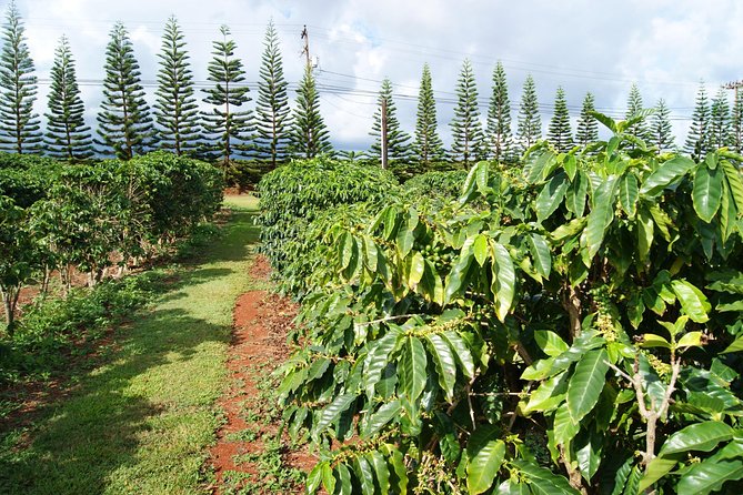 Private Luxury Tour of Kauai: South & West Shores - Booking Information