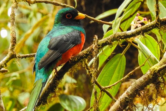 PRIVATE Mindo Tour With Birds, Butterflies, Zip-Line, Chocolate - Scenic Drive From Quito to Mindo
