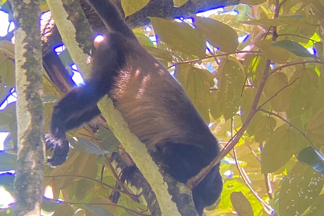 Private Nature Walk in Manuel Antonio National Park - Testimonials From Previous Guests