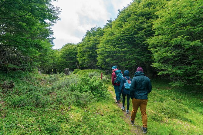 Private Patagonian Forest Hike in Punta Arenas: 4 Hour - Midway Boxed Lunch