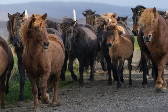 Private Tour: South Coast of Iceland by SUV or Van From Reykjavik - Adventure at Solheimajokull Glacier and Reynisfjara Beach