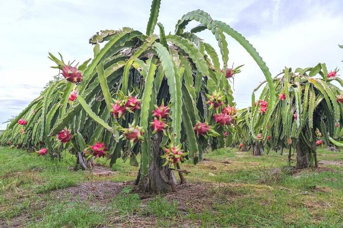 Private Traditional Olive Grove and Dragon Fruit Farm Tour - Engaging With the Local Hosts
