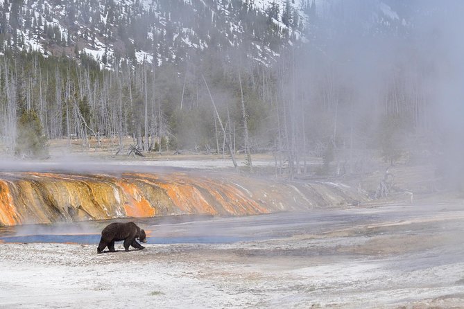Private Yellowstone Wildlife Sightseeing Tour - Customer Reviews and Feedback
