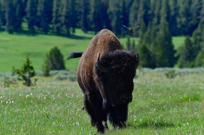 Private Yellowstone Wolf Watching & Wildlife Safari + Lunch - Hassle-Free Pickup and Meeting Details