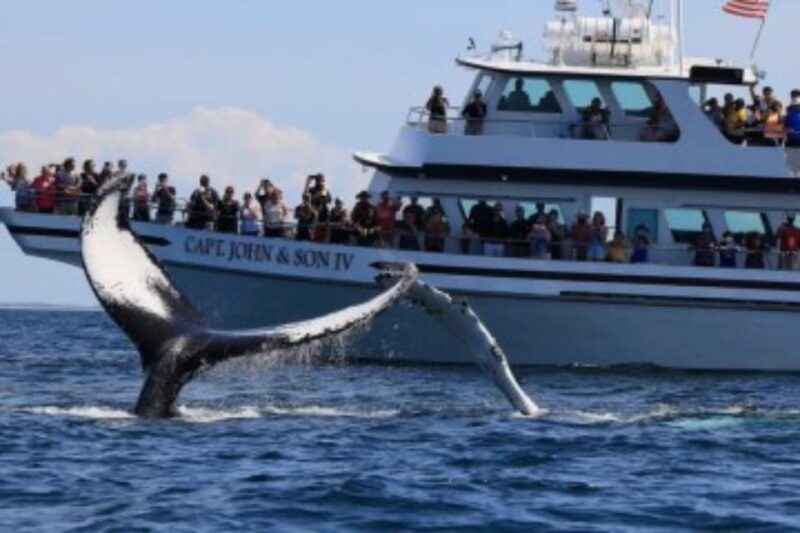 Provincetown: Whale Watching Cruise - Booking Tips and Practical Details