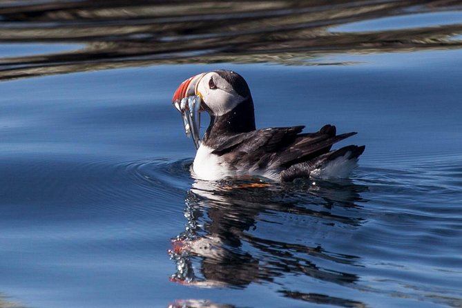 Puffin Cruise with Expert Tour Guide from Reykjavik - The Review from Travelers