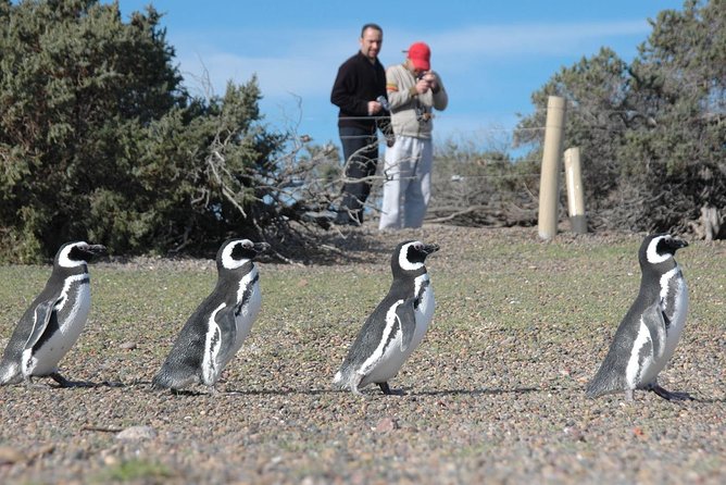 Punta Tombo Shore Excursion W/Box Lunch(Shared Tour for Cruises) - Included Amenities