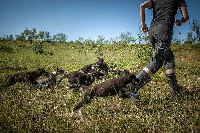Puppy Training Experience at a Husky Farm in Tromso - Traveler Feedback and Recommendations