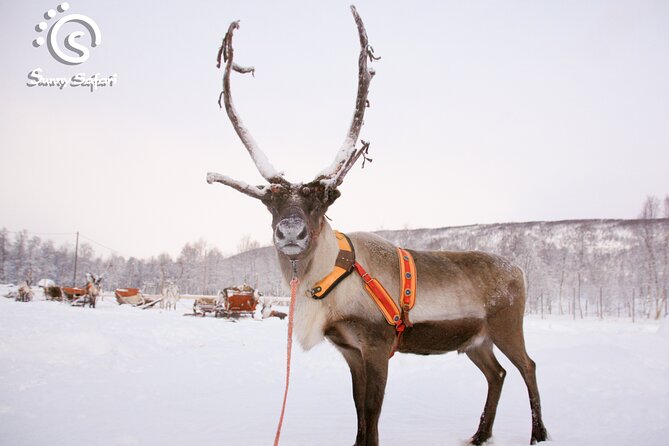 Reindeer Safari in Arctic Wilderness - Warming up at the Farmhouse With Refreshments