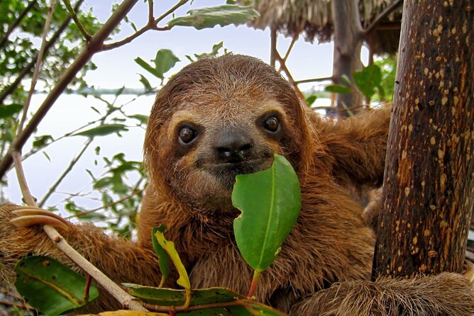 Roatan Zipline Adventure, Sloths & Monkeys,Chocolate Factory Tour - Chocolate Factory Tour