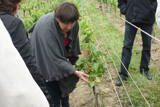 Saint-Émilion: 2 Hours - Visit of the Vineyard, the Cellar, and Tasting - Unraveling the Flavors: Rosé, Saint Émilion, and Grand Cru