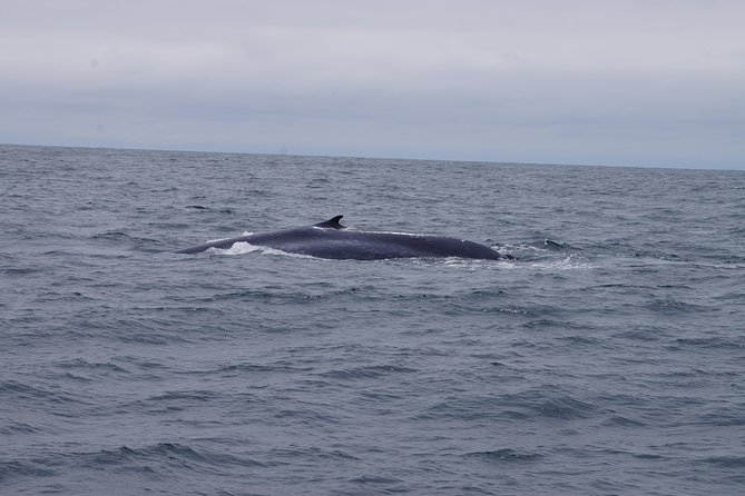 San Diego Whale Watching Cruise - FAQs