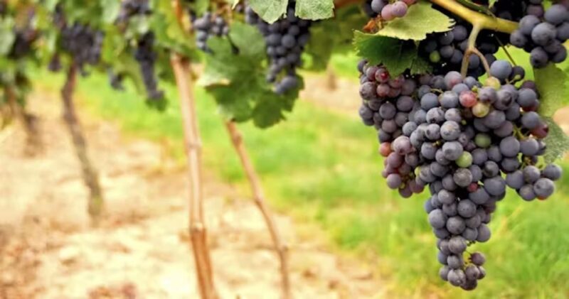 San Francisco: Napa Valley Half-Day Wine Tour with Tastings - Frequently Asked Questions