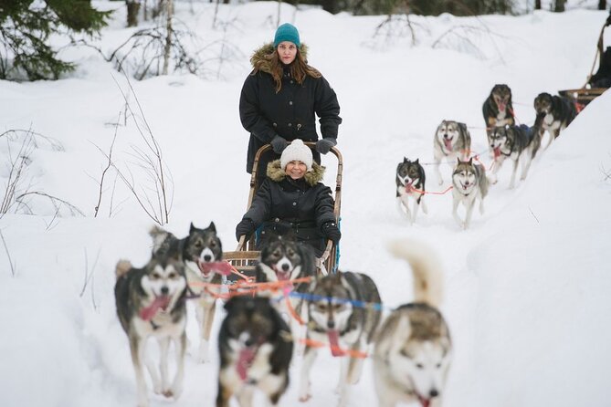 Santas Reindeer & Husky Safari + Santas Pets + Aurora Hunt! - Guest Feedback Highlights