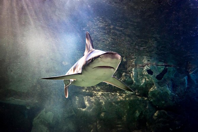 SEA LIFE Aquarium Minnesota Admission Ticket at Mall of America - Tips for Visiting SEA LIFE Minnesota