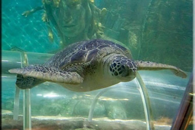SEA LIFE Great Yarmouth General Admission - Underwater Tunnel and Lost City of Atlantis