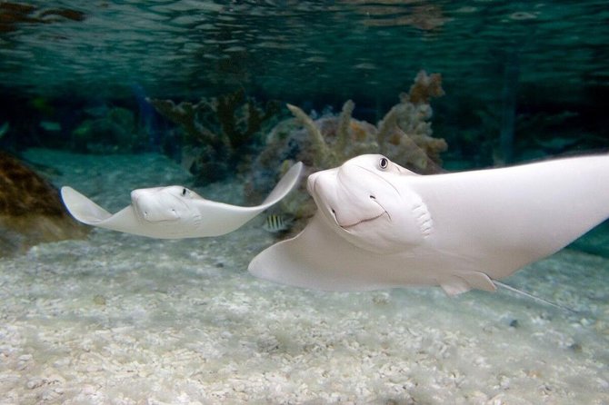 SEA LIFE Orlando Aquarium - FAQ: Common Questions About SEA LIFE Orlando Aquarium