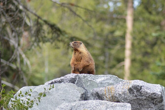 Sequoia & Kings Canyon Np Self-Guided Driving Audio Tour - Customer Support and Assistance
