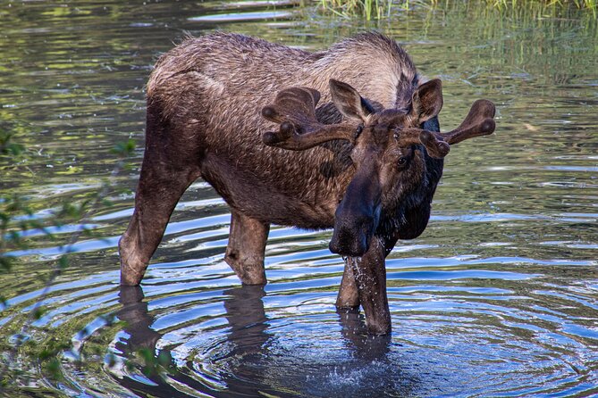 Seward to Anchorage- Post Cruise Curated Wildlife Tour +Transfer - Lunch Options and Dining Experience