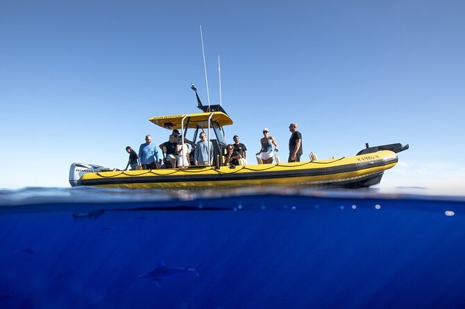 Shark-Dive Tour on Oahu's North Shore - Authentic Reviews and Real Perspectives