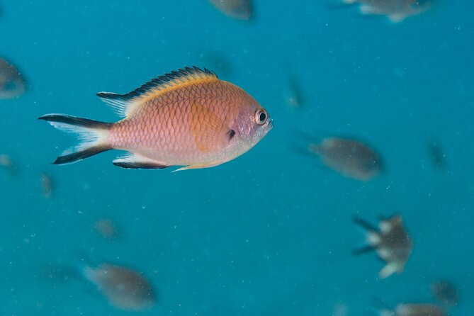 Single Scuba Try-Dive in Puerto Del Carmen - Small Groups - 2 Hours - Booking and Availability