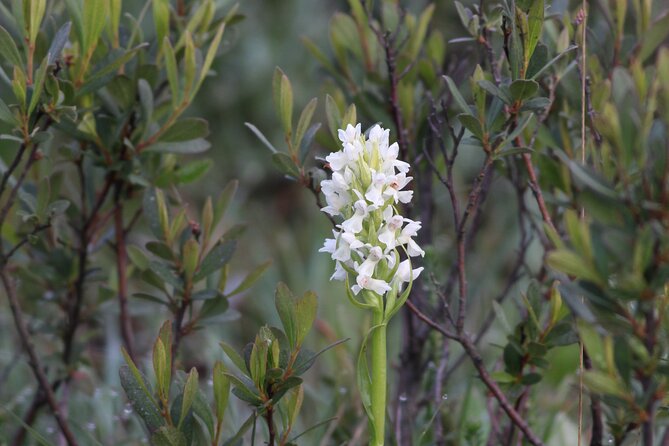 Small-Group New Forest Discovery Walk From Lyndhurst - Pricing and Cancellation Policy
