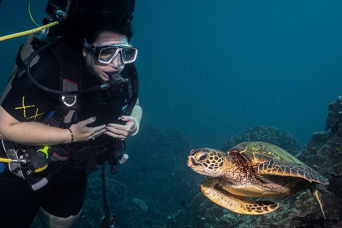 Small-Group Shark and Turtle Dive for Certified Divers - Equipment and Pricing
