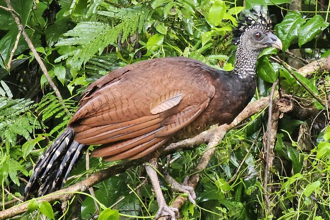 Small Group Tortuguero National Park Canoe Tour - Cancellation and Review Information