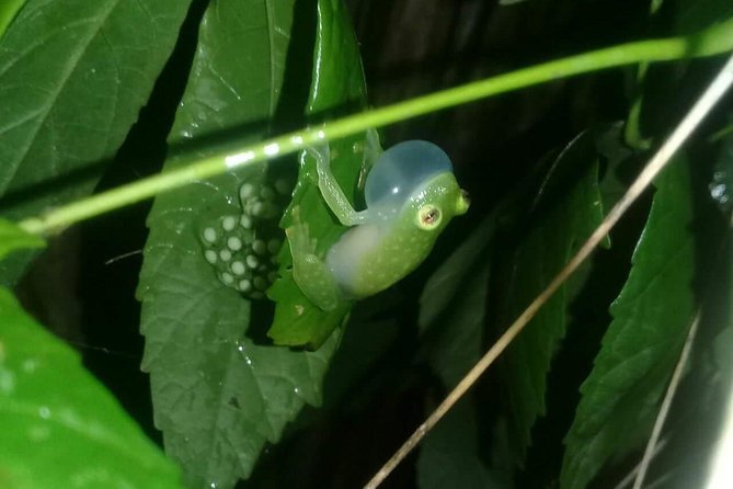 Small-Group Tortuguero National Park Night Walk in Costa Rica - Glimpse of the Diverse Wildlife