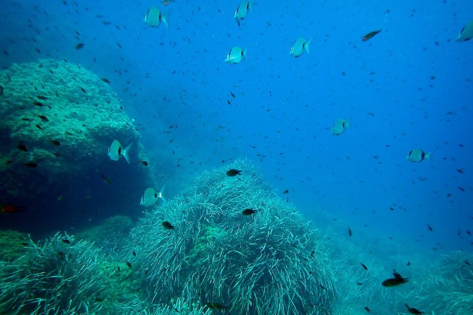 Snorkeling Excursion in Tabarca Island - Cancellation Policy and Booking Information