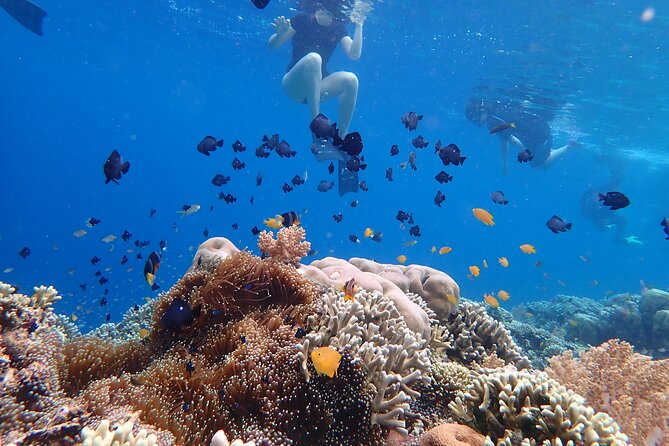 Snorkeling in Menjangan Island with Pickup and Lunch - Wrapping Up the Experience
