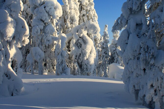 Snowshoe in a Winter Forest - Savoring Local Delicacies