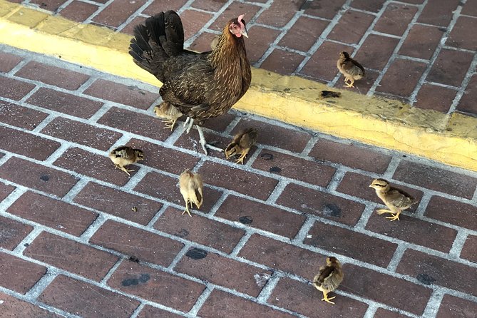 Southernmost Key West History and Culture Small-Group Walking Tour - What to Expect From the Tour