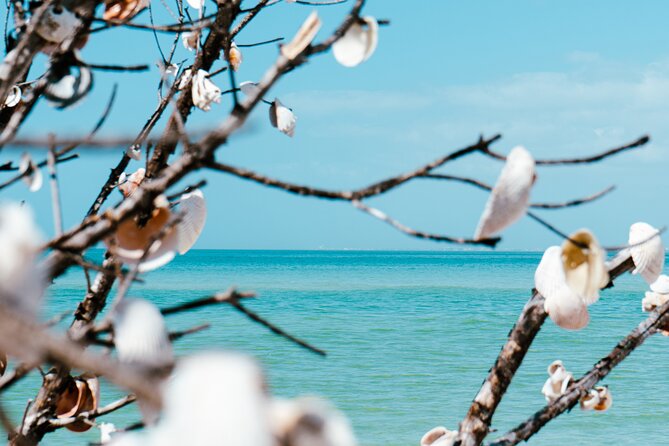 St. Pete Dolphin Watching and Shelling Adventure - Accessibility and Accommodations